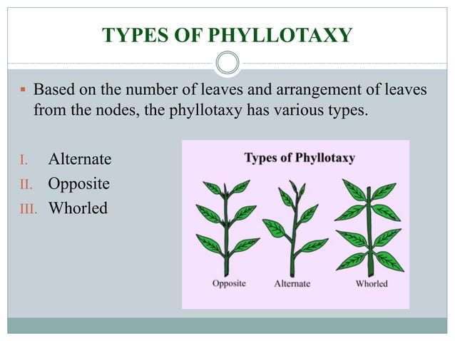 Nodal anatomy, Leaf development & Phyllotaxy | PPTX | Gardening | Home ...