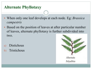 Nodal anatomy, Leaf development & Phyllotaxy | PPTX