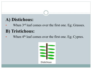 Nodal anatomy, Leaf development & Phyllotaxy | PPTX