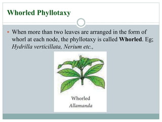 Nodal anatomy, Leaf development & Phyllotaxy | PPTX