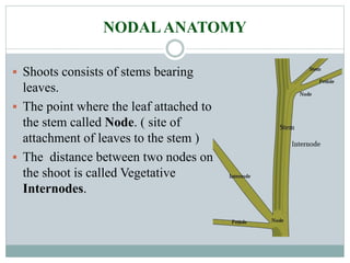 Nodal anatomy, Leaf development & Phyllotaxy | PPTX