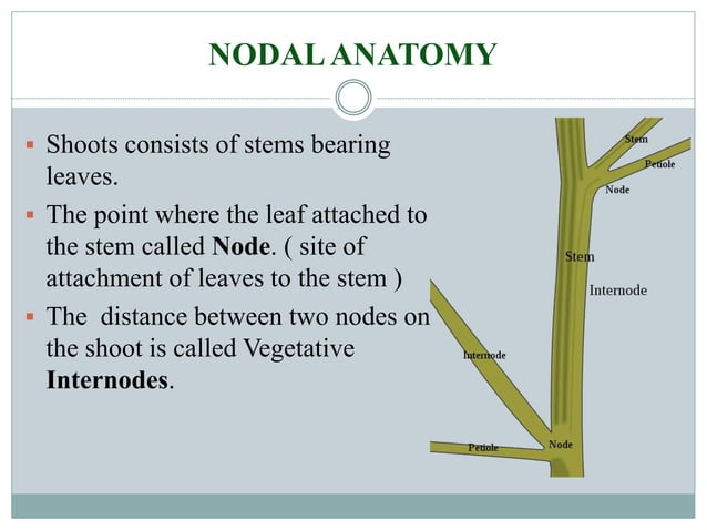 Nodal anatomy, Leaf development & Phyllotaxy | PPTX | Gardening | Home ...