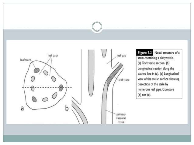Nodal anatomy, Leaf development & Phyllotaxy | PPTX | Gardening | Home ...