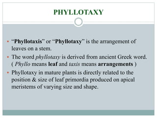 Nodal anatomy, Leaf development & Phyllotaxy | PPTX