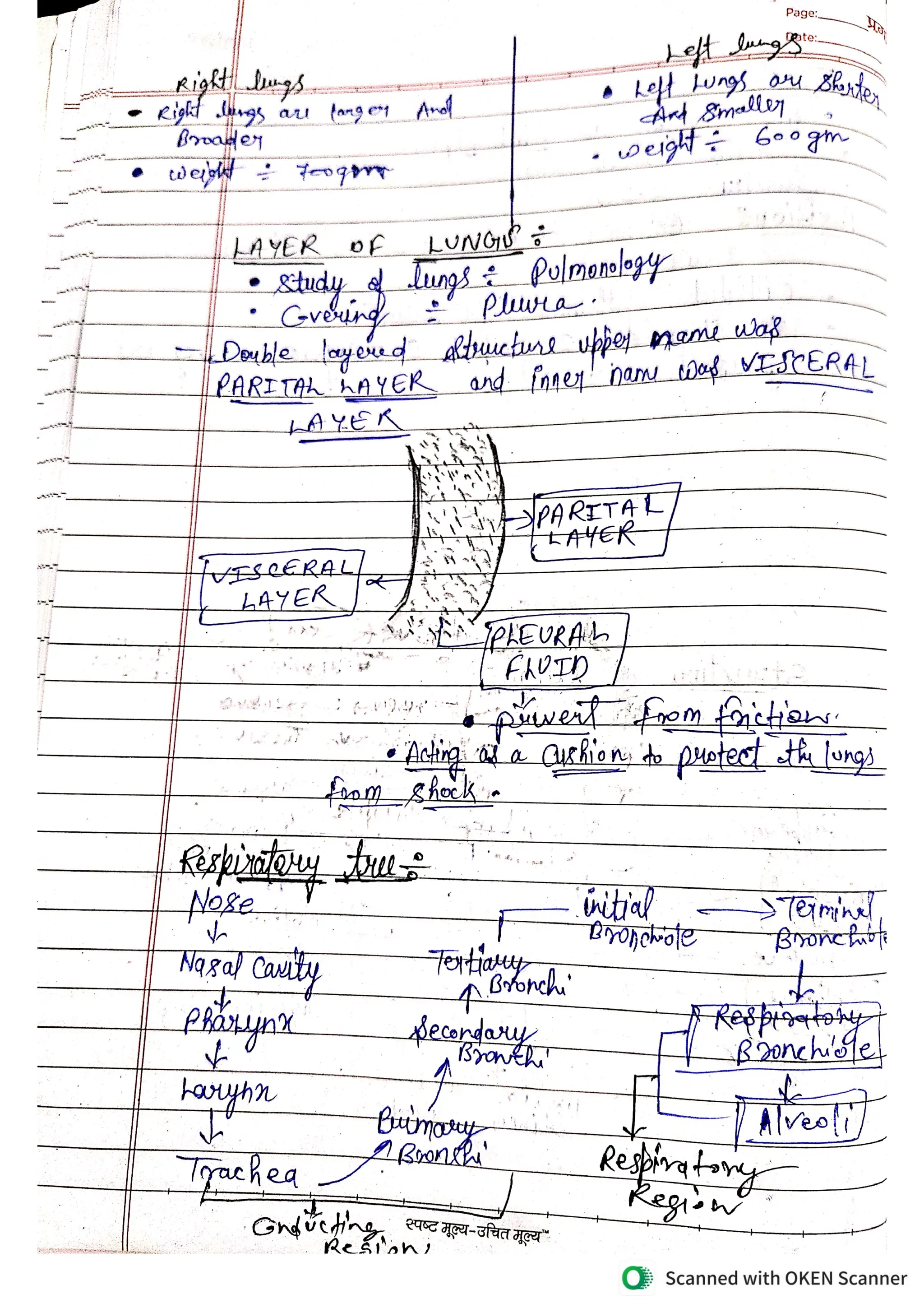 Anatomy notes.pdfbjbhhhgghihhyhihutgiihgt | PDF