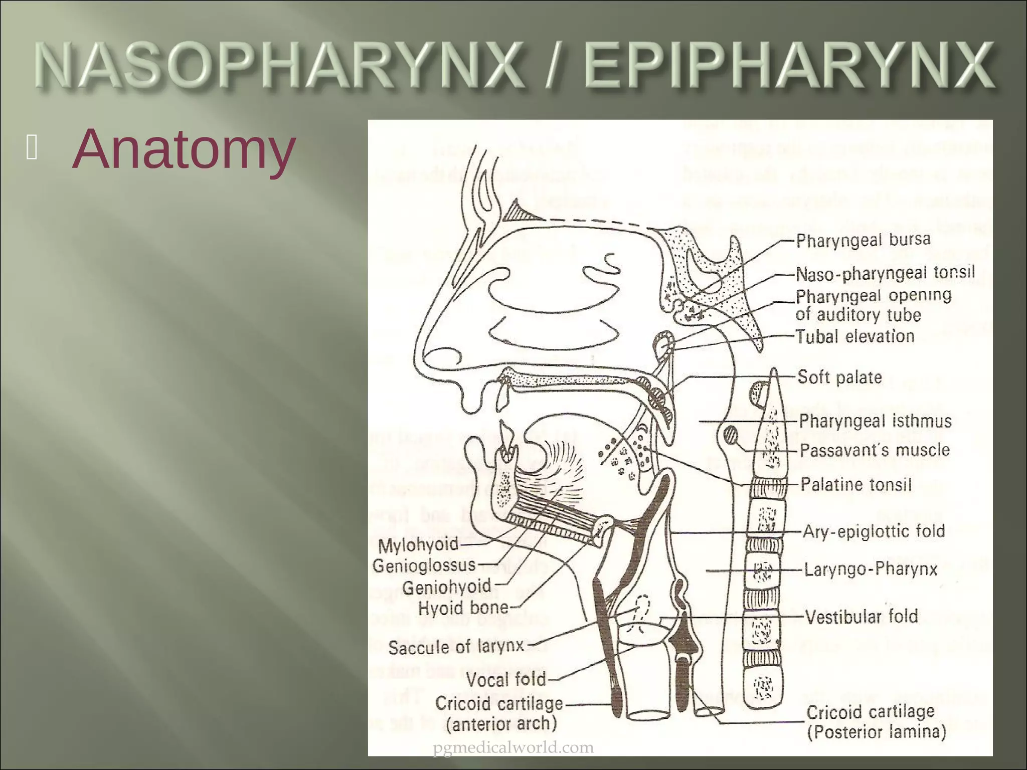 Anatomy n physiology of pharynx 03 | PPT