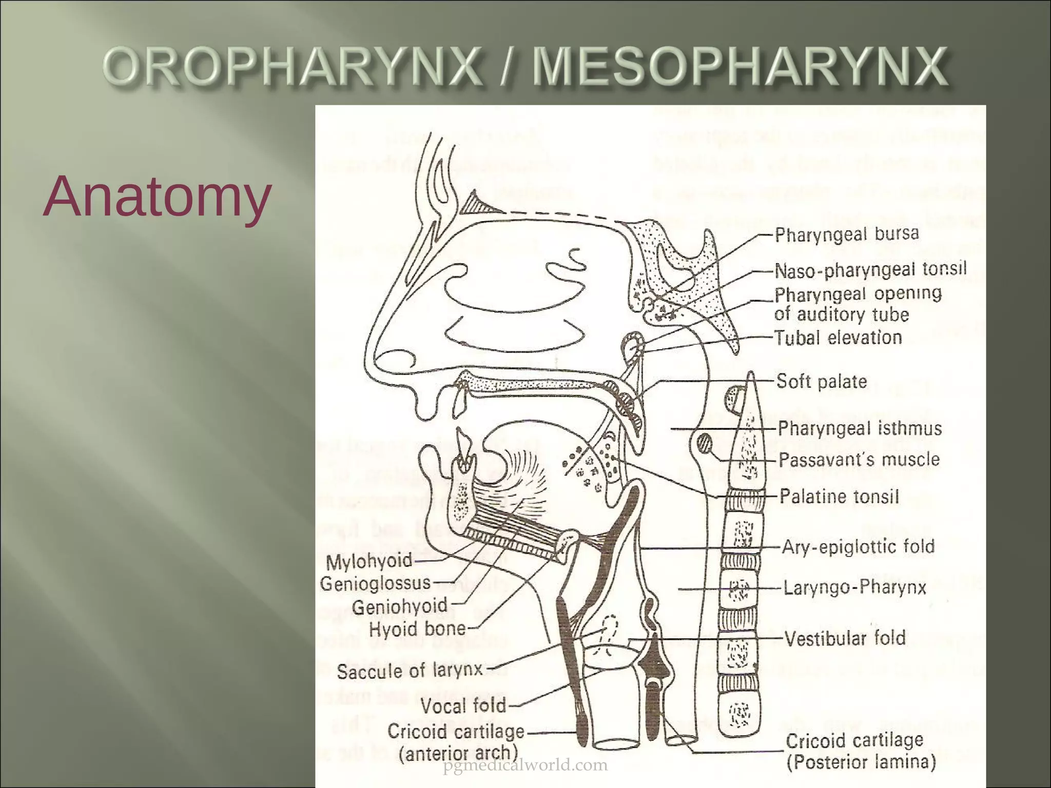 Anatomy n physiology of pharynx 03 | PPT