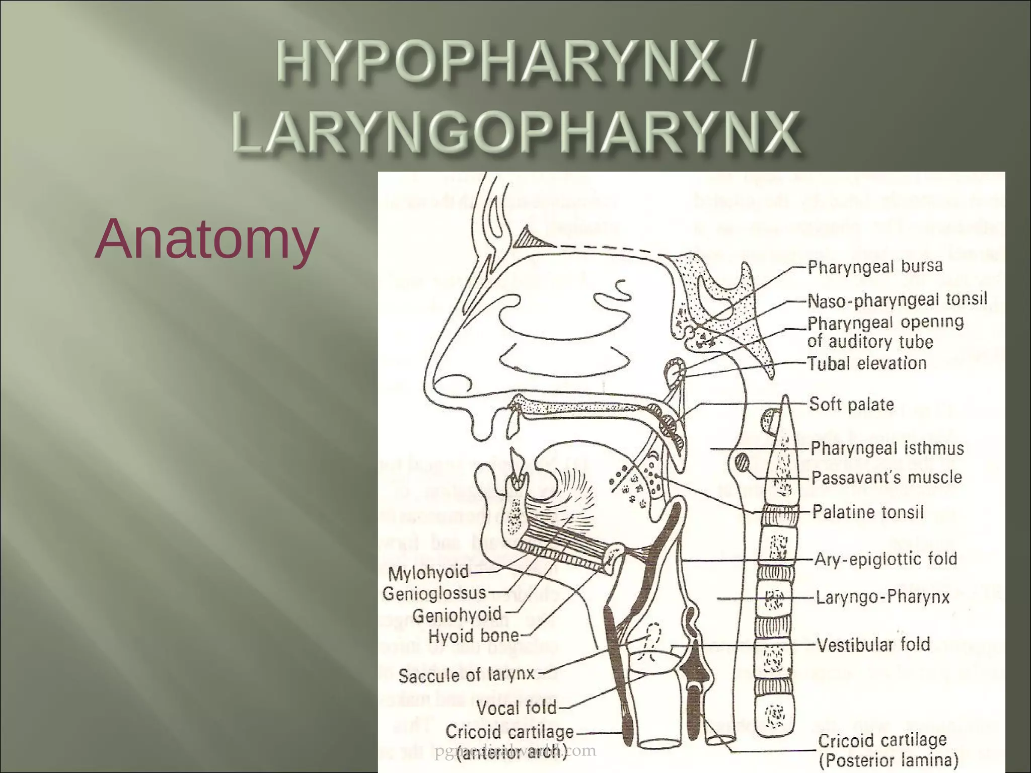 Anatomy n physiology of pharynx 03 | PPT