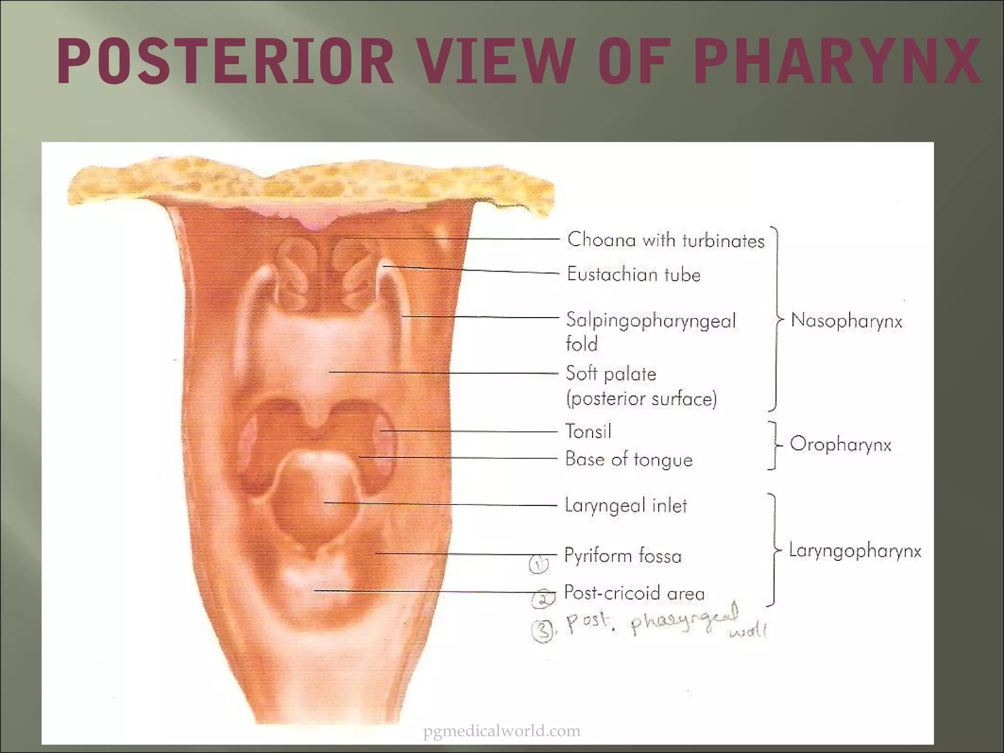 Anatomy n physiology of pharynx 03 | PPT