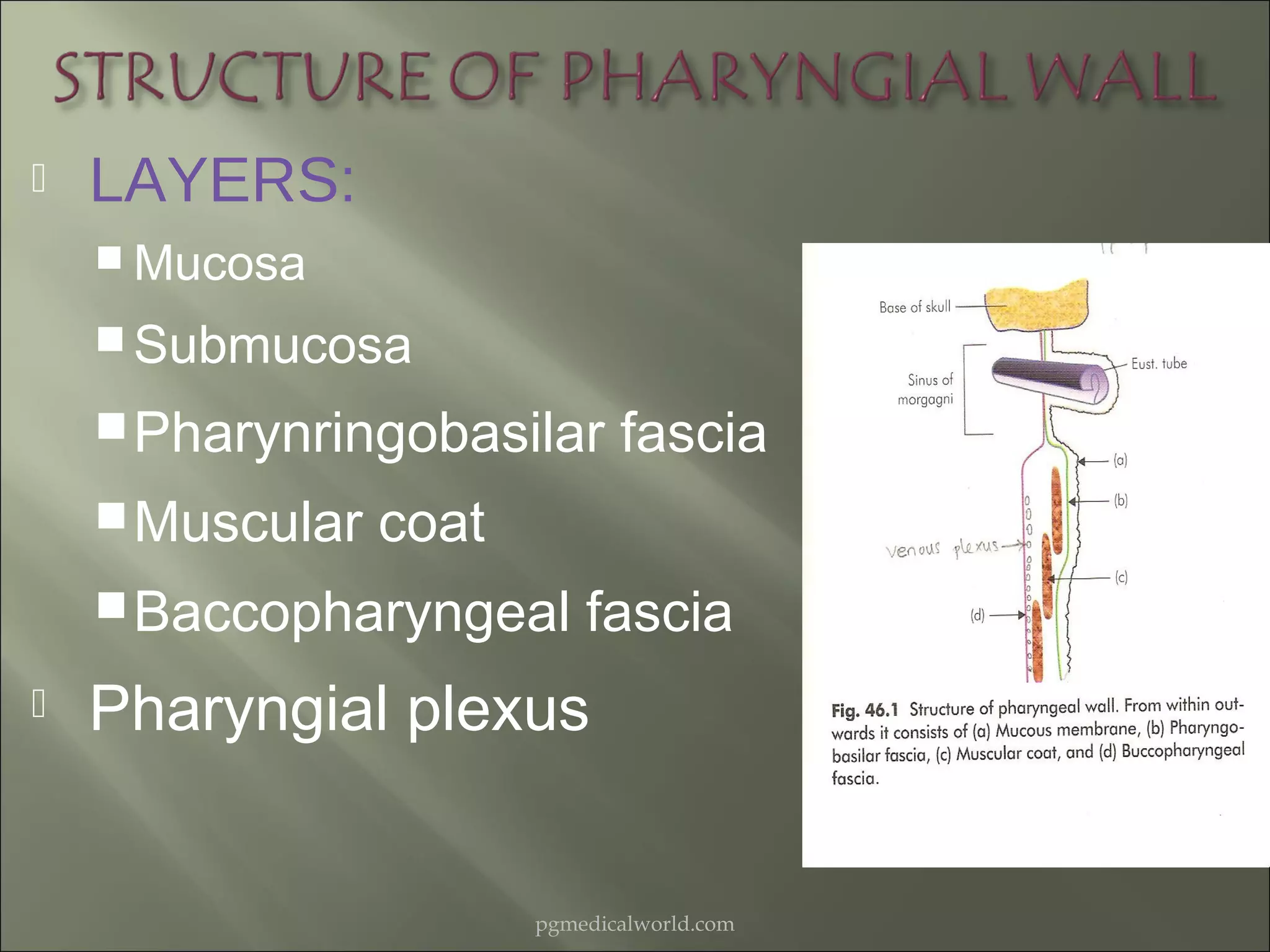 Anatomy n physiology of pharynx 03 | PPT