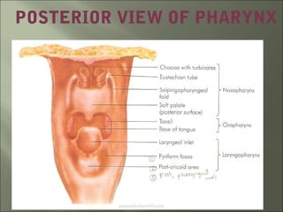 Anatomy n physiology of pharynx 03 | PPT
