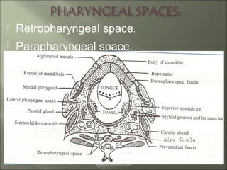 Anatomy n physiology of pharynx 03 | PPT