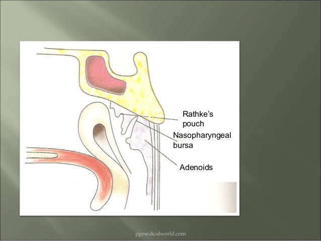 Anatomy n physiology of pharynx 03