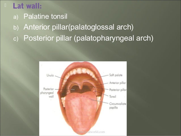 Anatomy N Physiology Of Pharynx 03