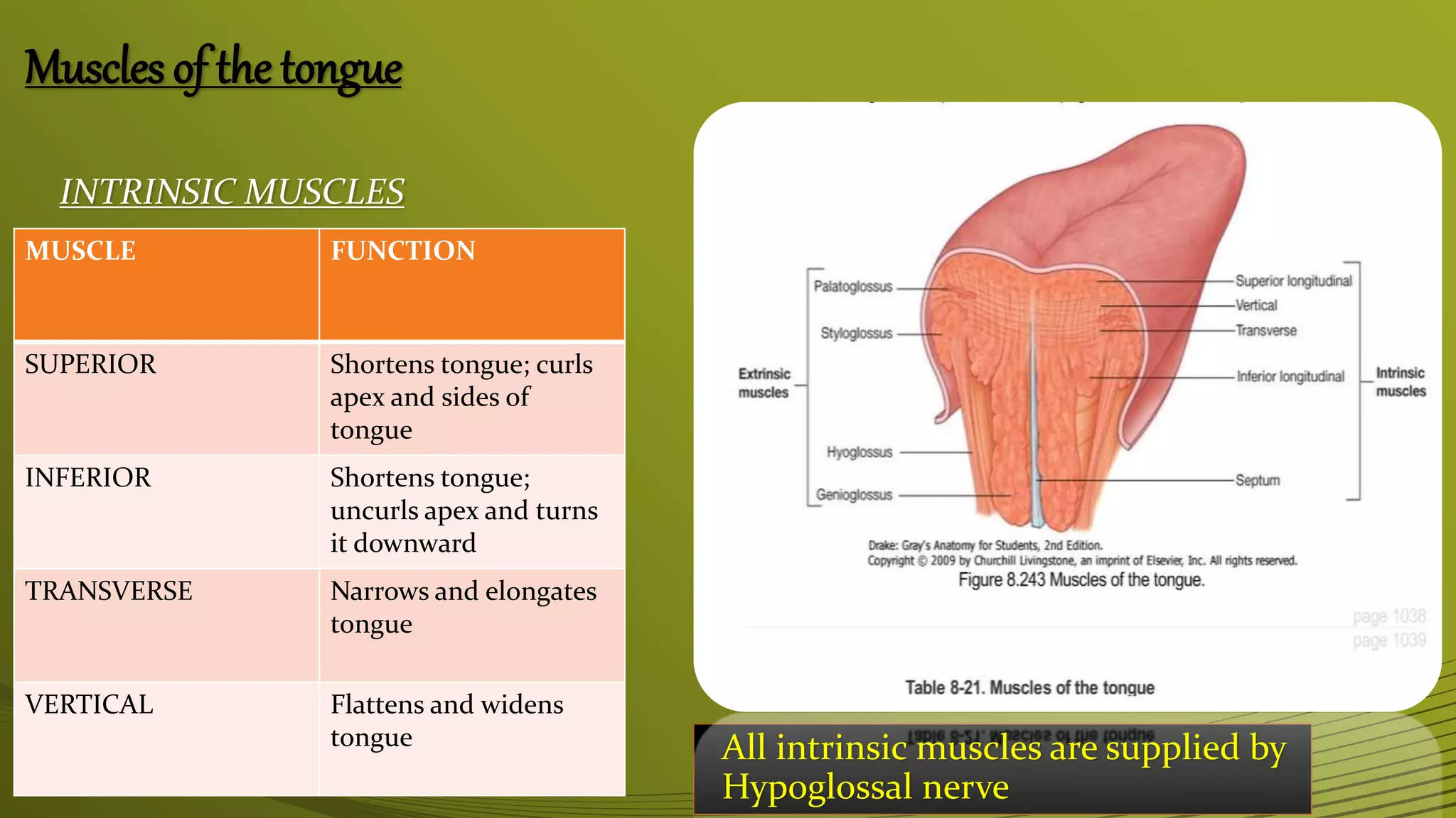 Anatomy of oral cavity | PPTX