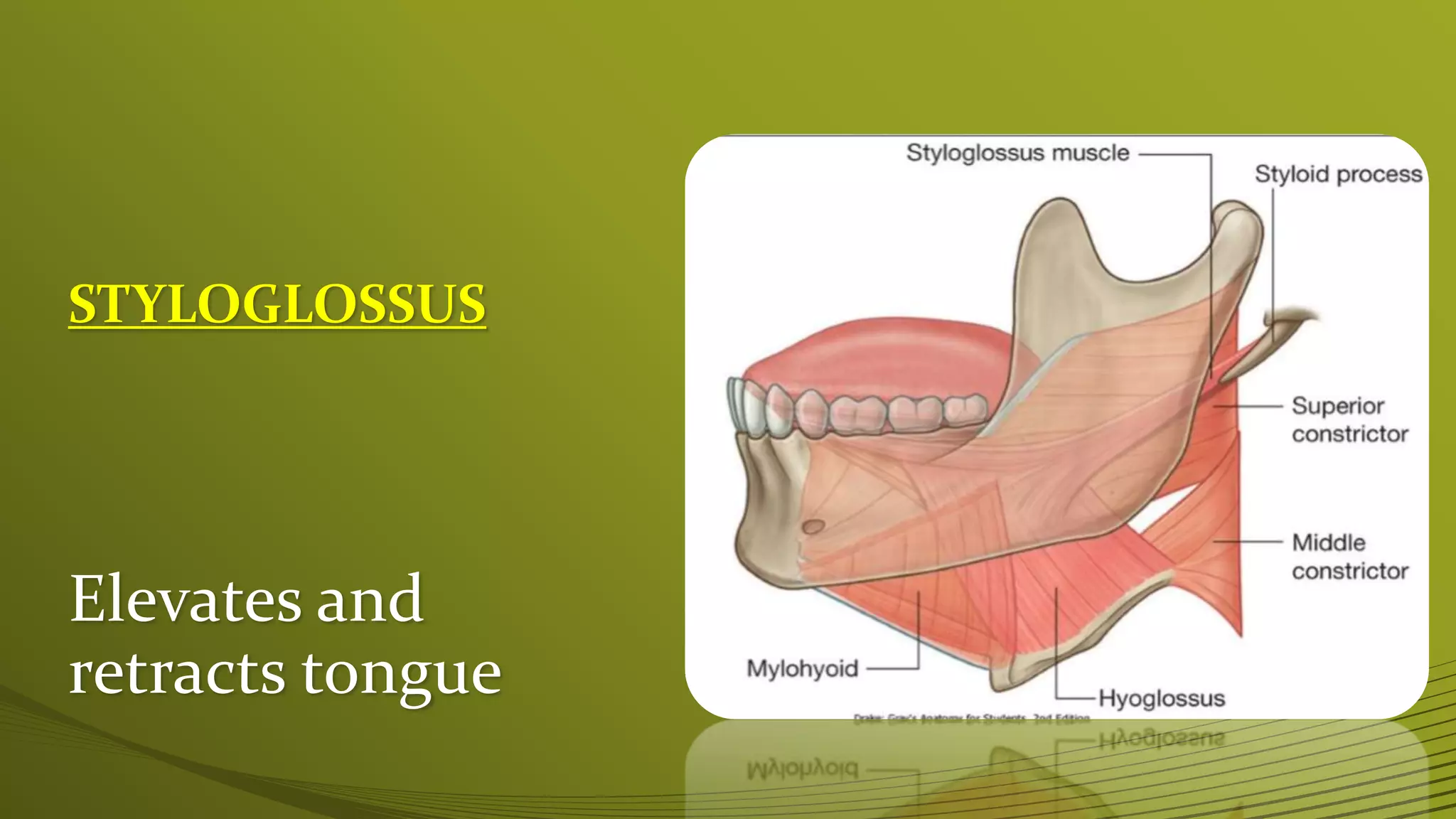 Anatomy of oral cavity | PPTX