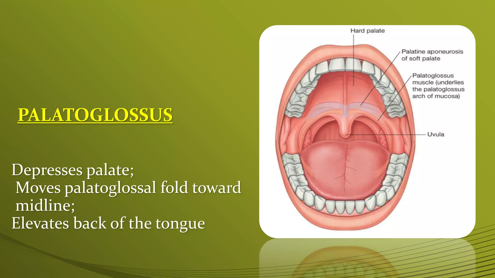 Anatomy of oral cavity | PPTX