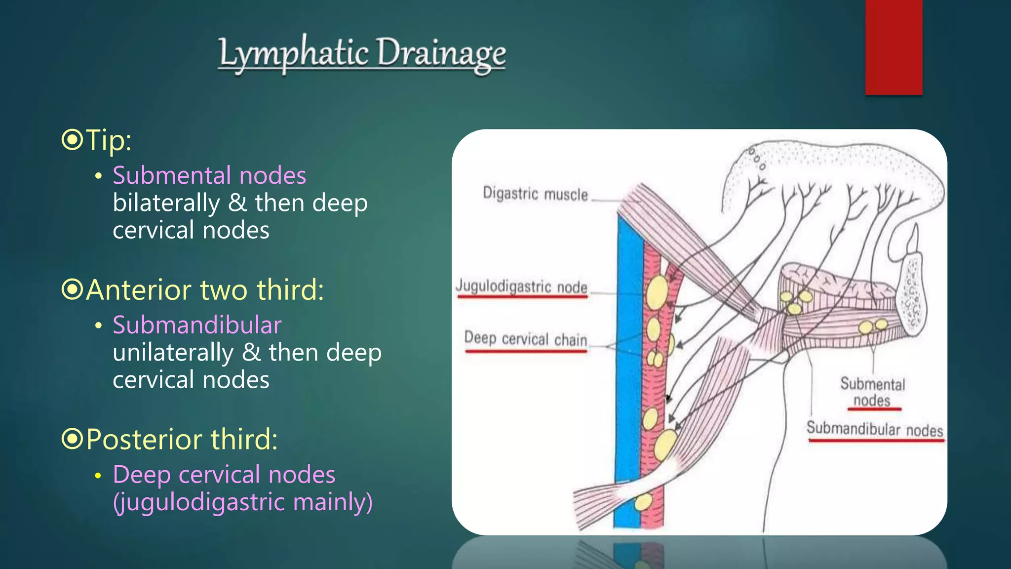 Anatomy of oral cavity | PPTX