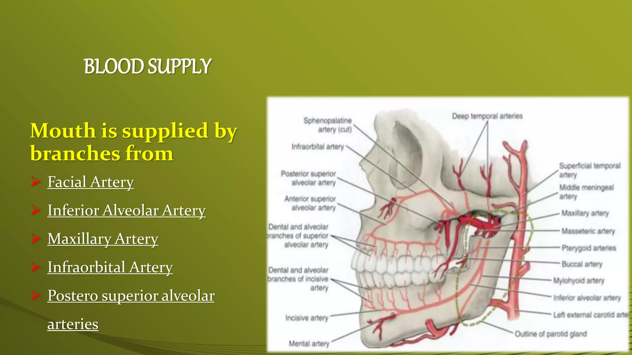Anatomy of oral cavity | PPTX