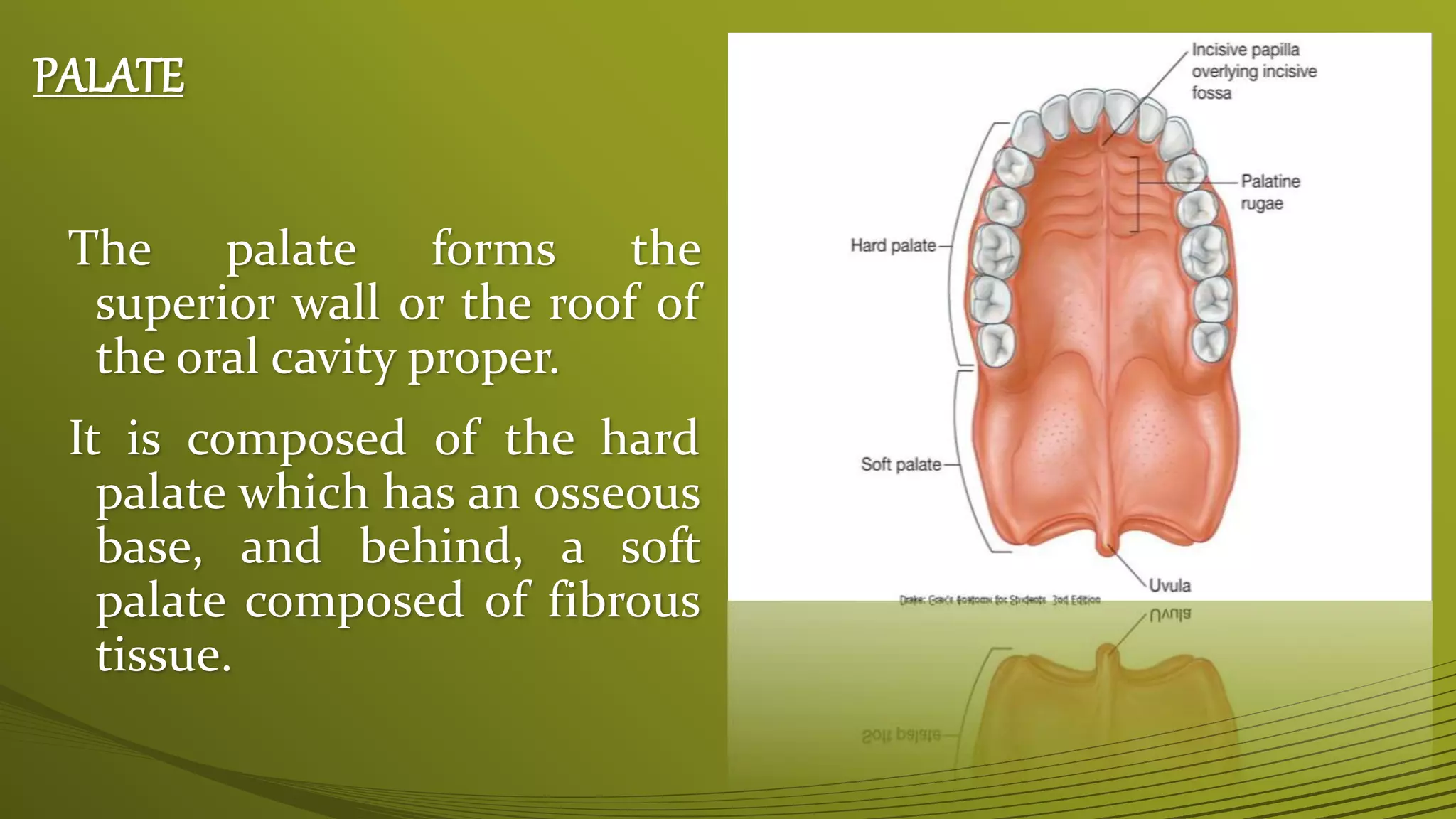 Anatomy of oral cavity | PPTX