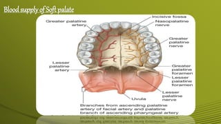 Anatomy of oral cavity | PPTX