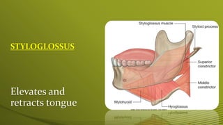 Anatomy of oral cavity | PPTX