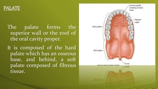 Anatomy of oral cavity | PPTX