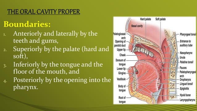 Anatomy of oral cavity | PPT