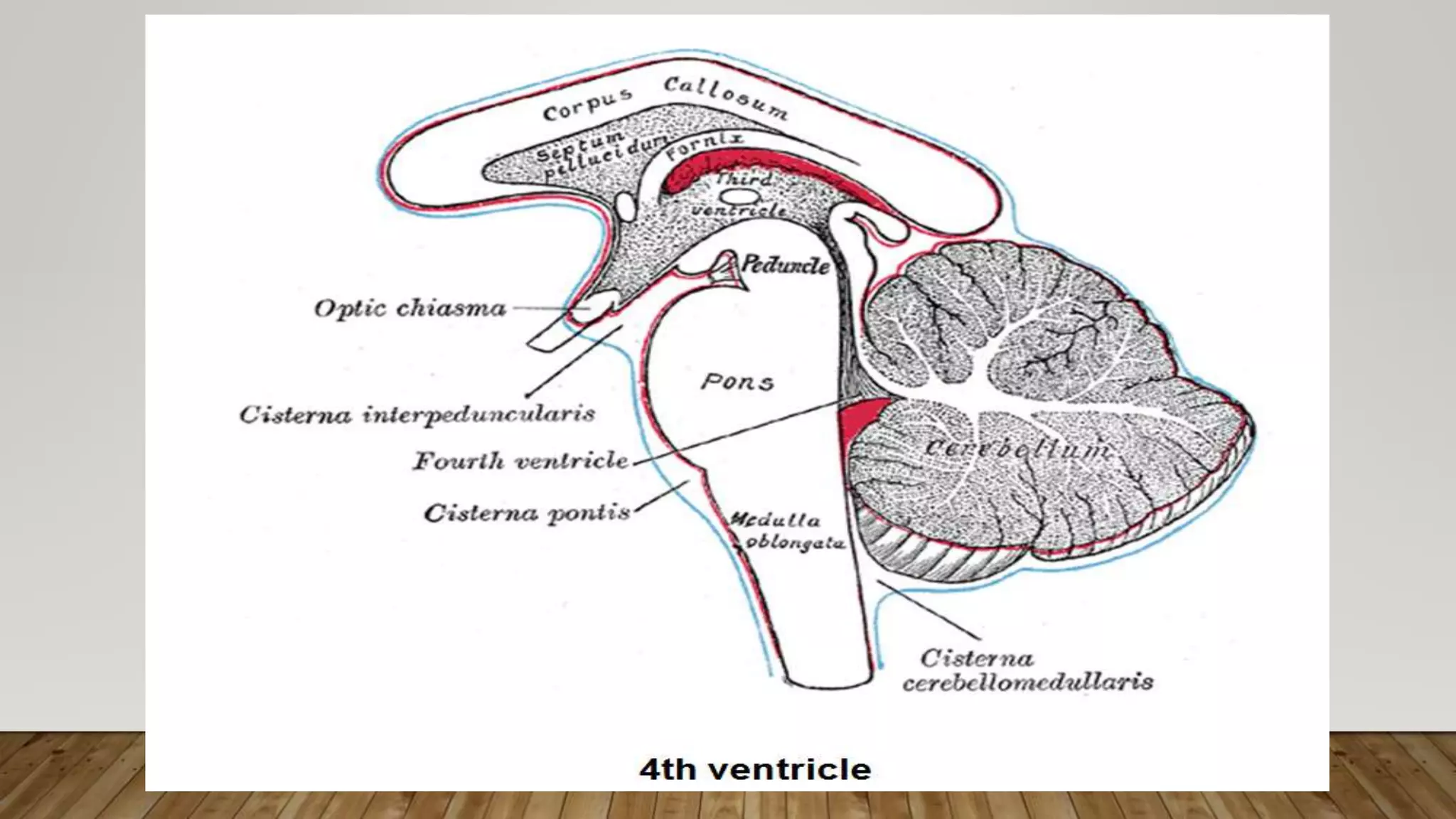 Anatomy of 4th ventricle | PPTX