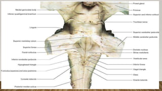 Anatomy of 4th ventricle | PPTX