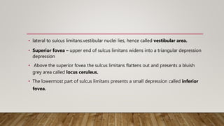 Anatomy of 4th ventricle | PPTX