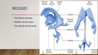 Anatomy of 4th ventricle | PPTX