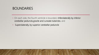 Anatomy of 4th ventricle | PPTX