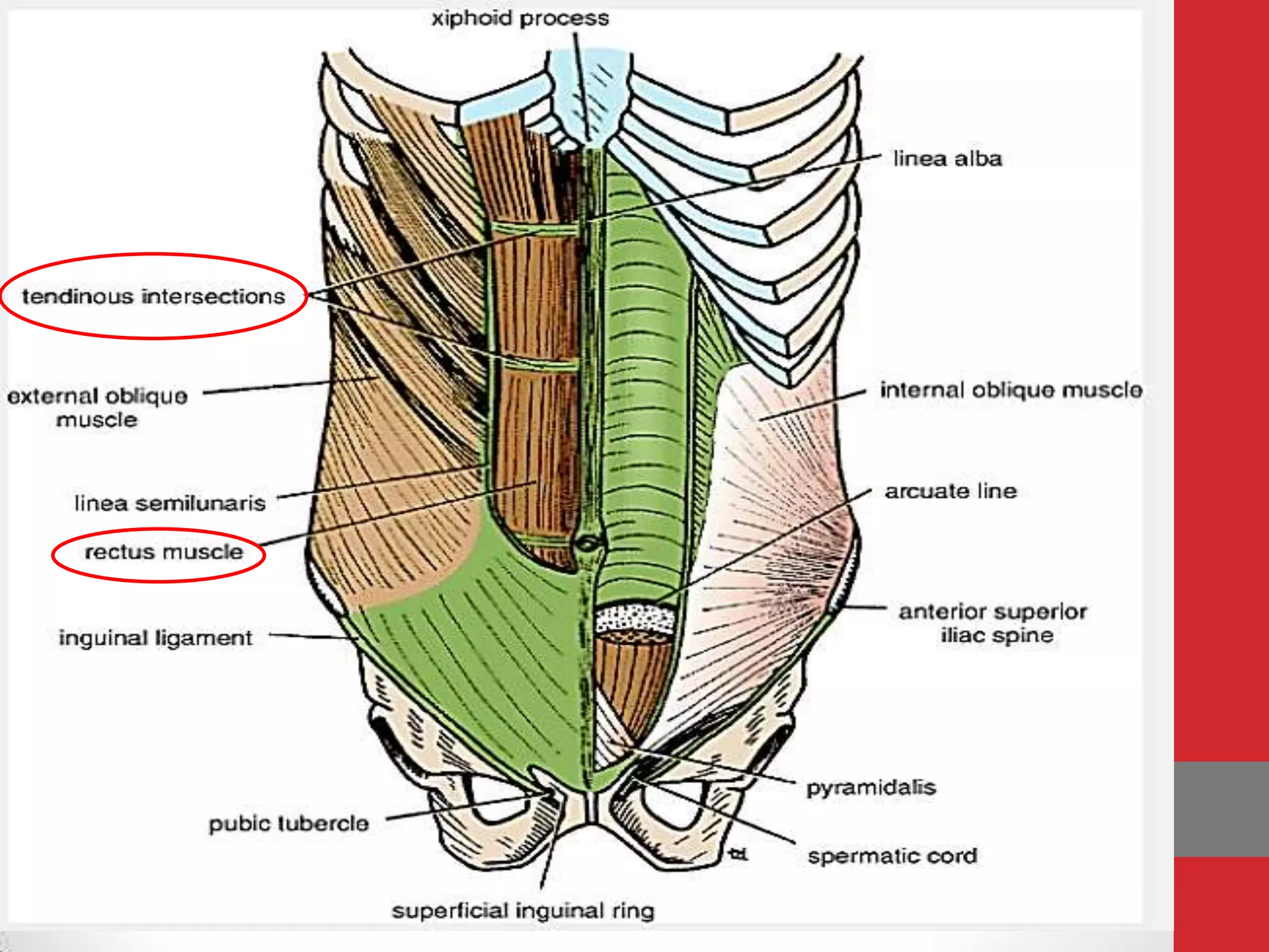 Anatomy of aaw | PPTX | Death, Injury, or Military Conflict | Sensitive ...