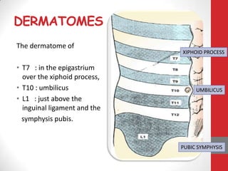 Anatomy of aaw | PPTX