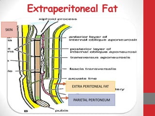 Anatomy of aaw | PPT