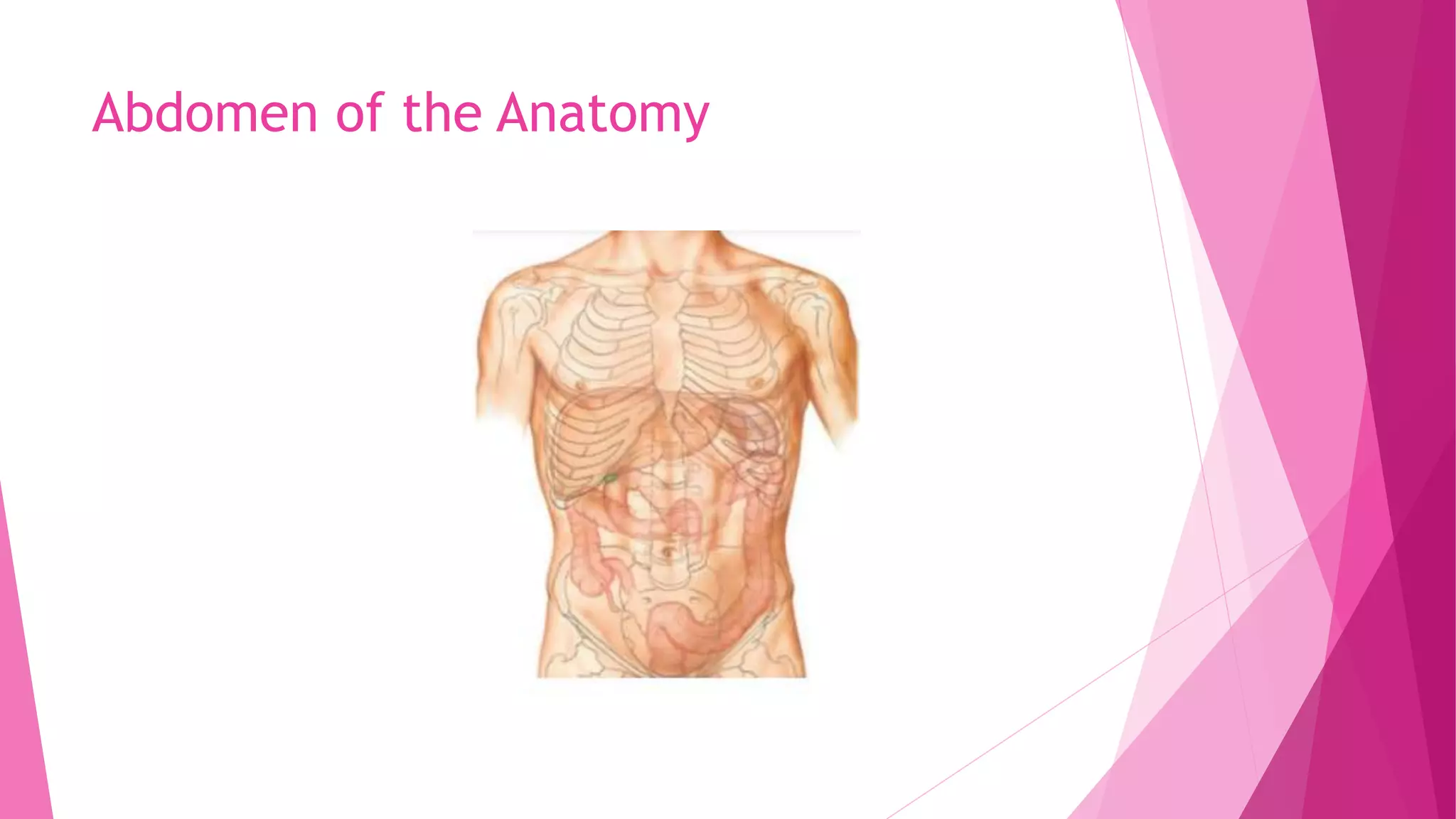 Anatomía Del Abdomen Ppt Trauma De Abdomen Anatomia Y Visceras Huecas