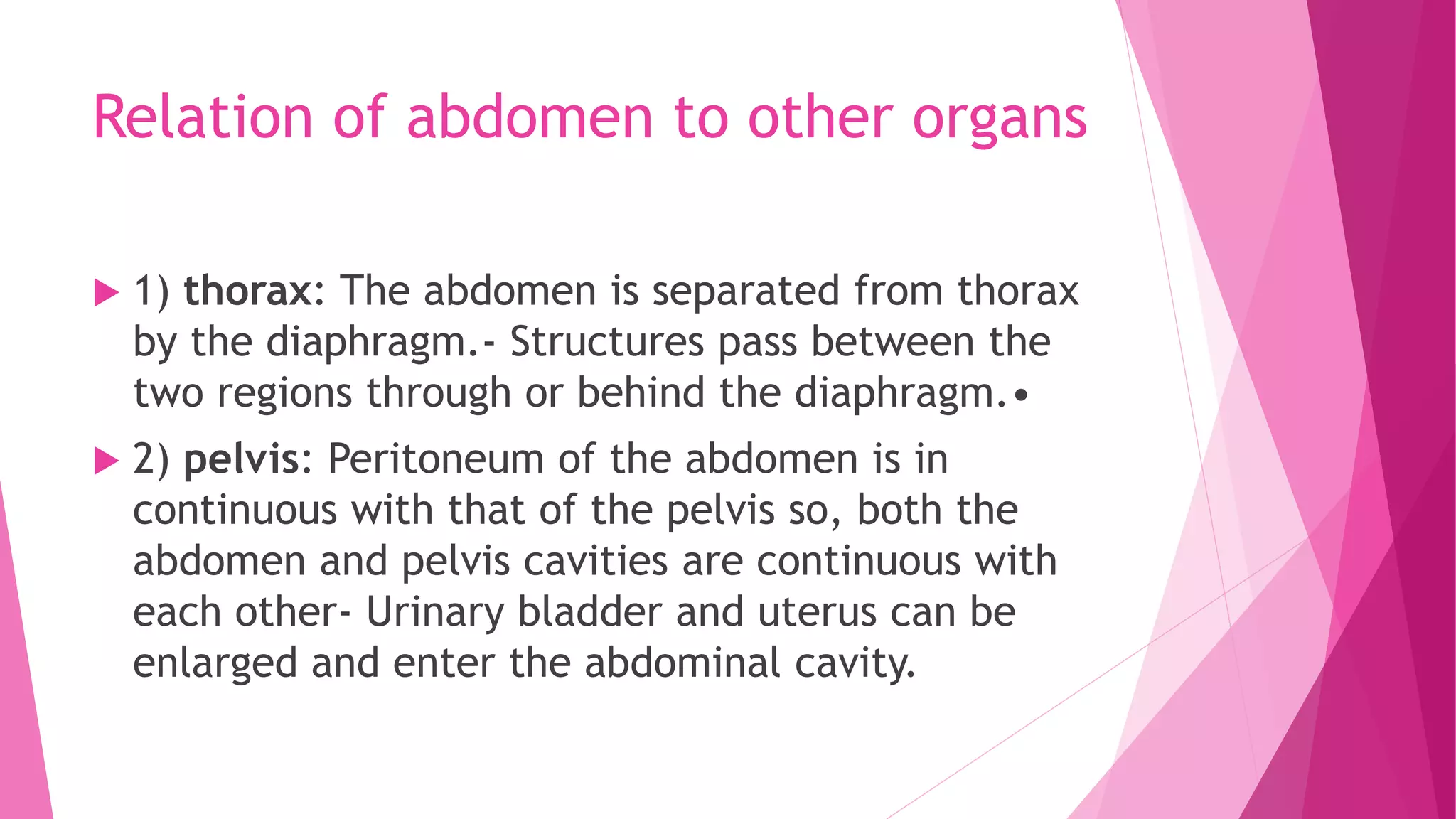Anatomy of Abdomen.pptx