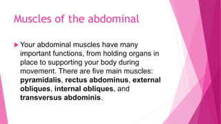 Anatomy of Abdomen.pptx
