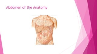 Anatomy of Abdomen.pptx