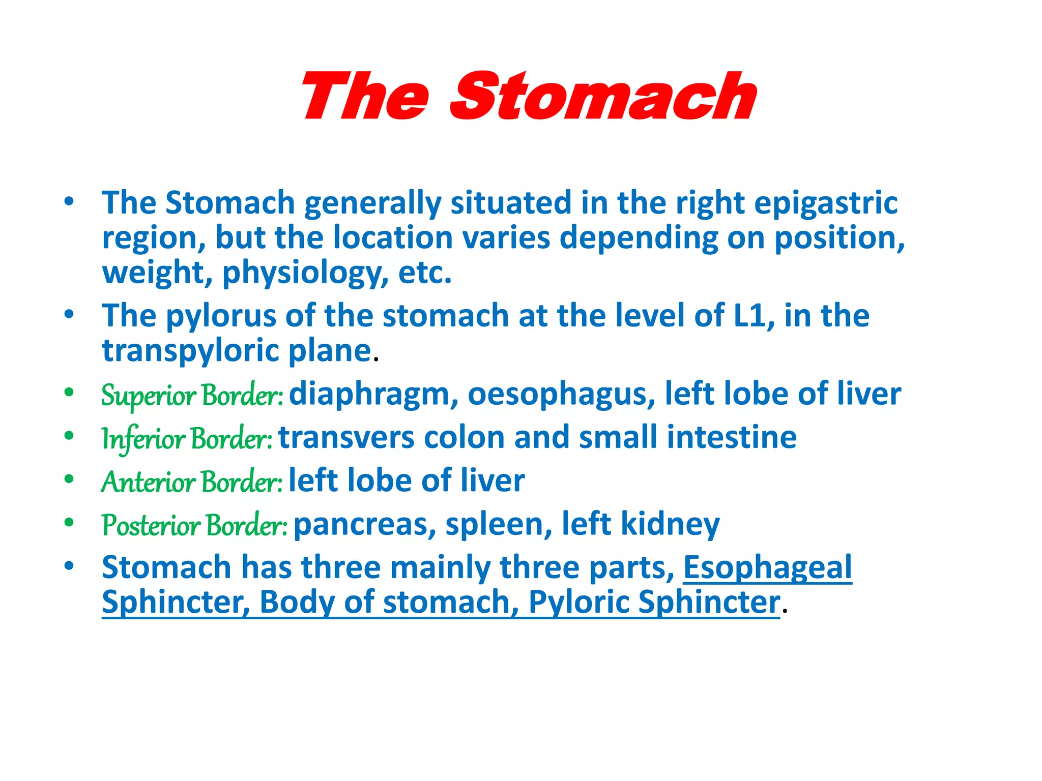 Anatomy of abdomen (1) | PPTX