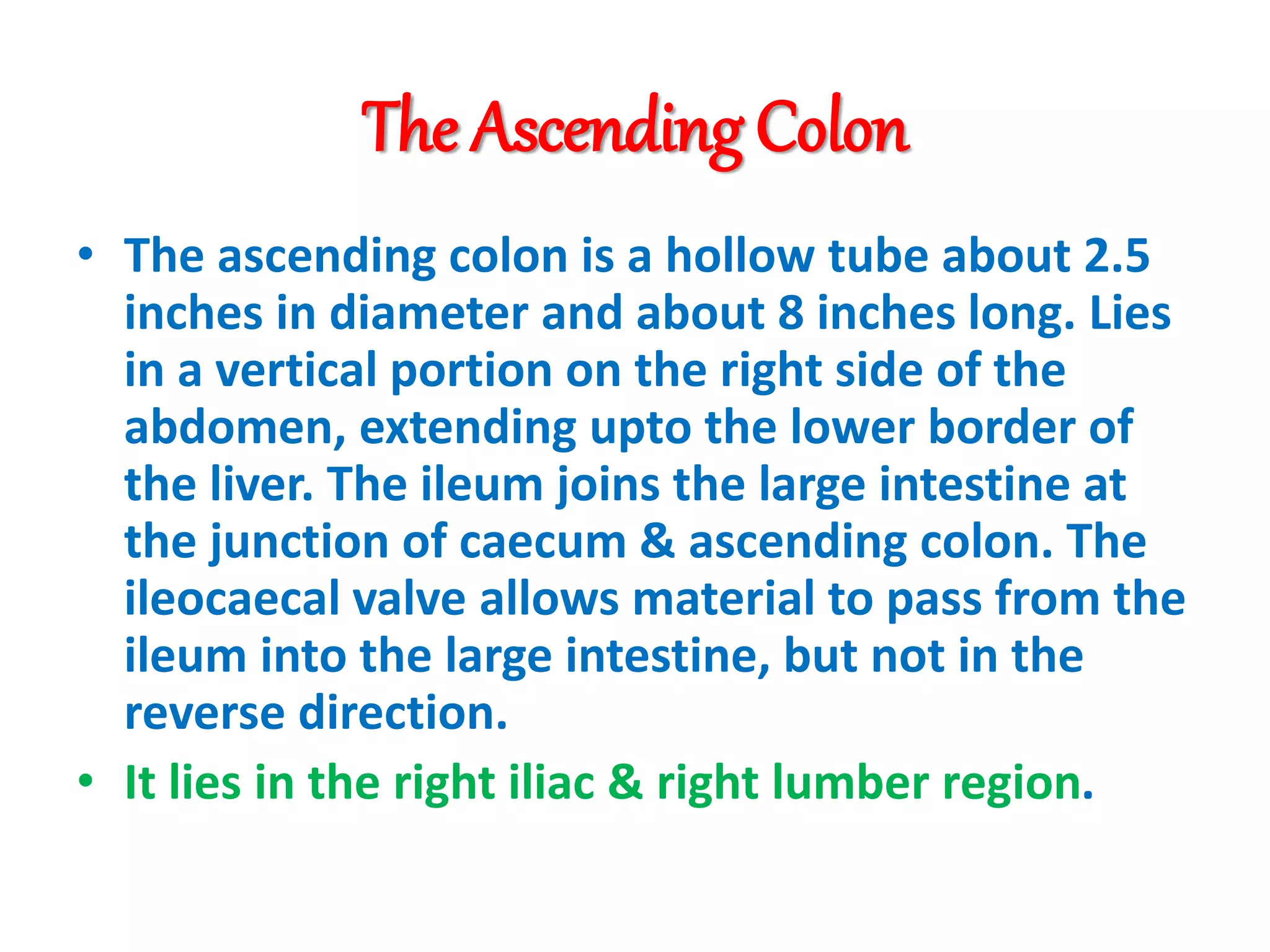 Anatomy of abdomen (1) | PPTX