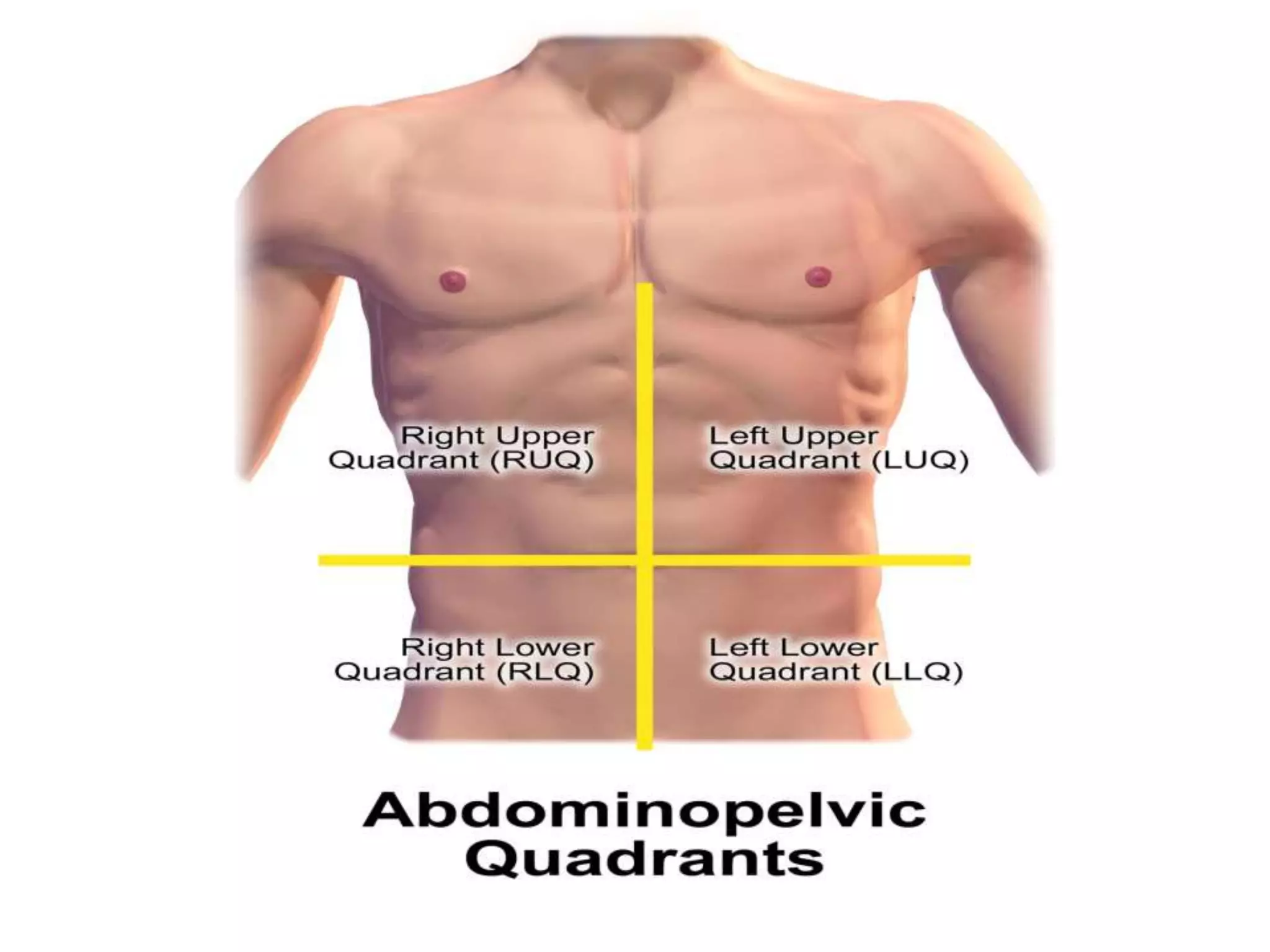 Anatomy of abdomen (1) | PPTX