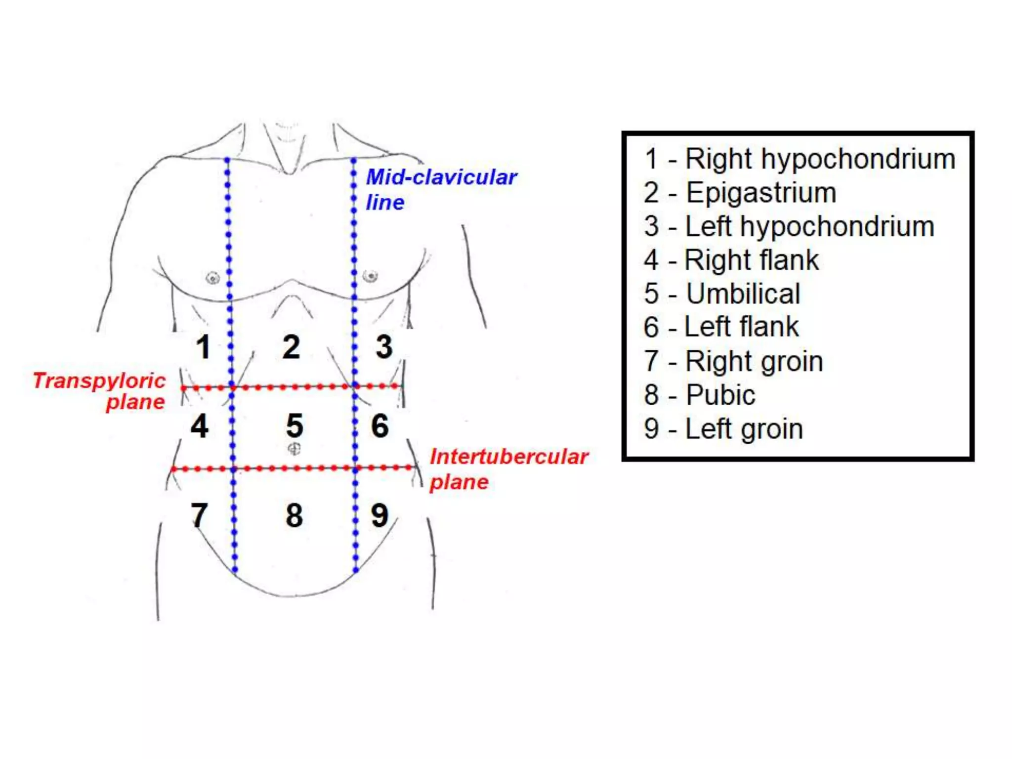 Anatomy of abdomen (1) | PPTX