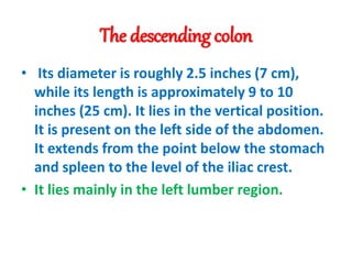 Anatomy of abdomen (1) | PPTX
