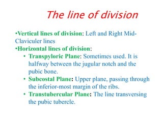Anatomy of abdomen (1) | PPTX