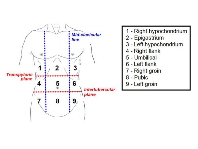 Anatomy of abdomen (1)