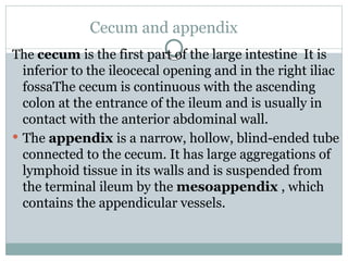 Anatomy of abdomen for HO.pdf