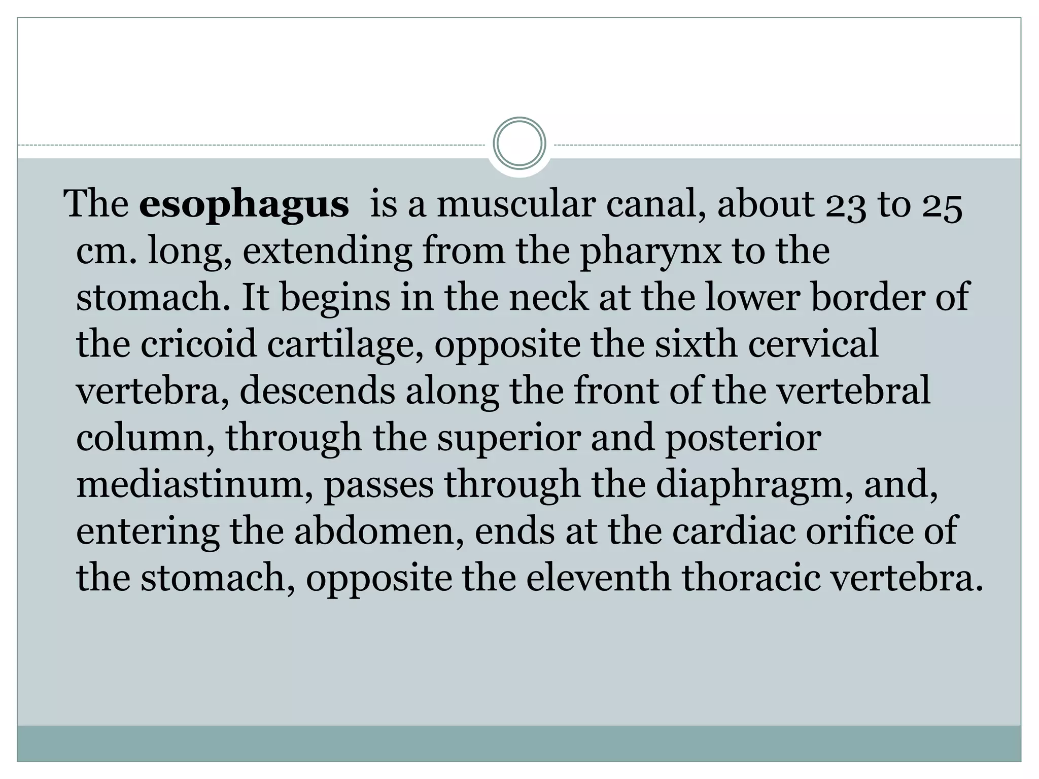 Anatomy of abdomen and regions of trunk | PPTX