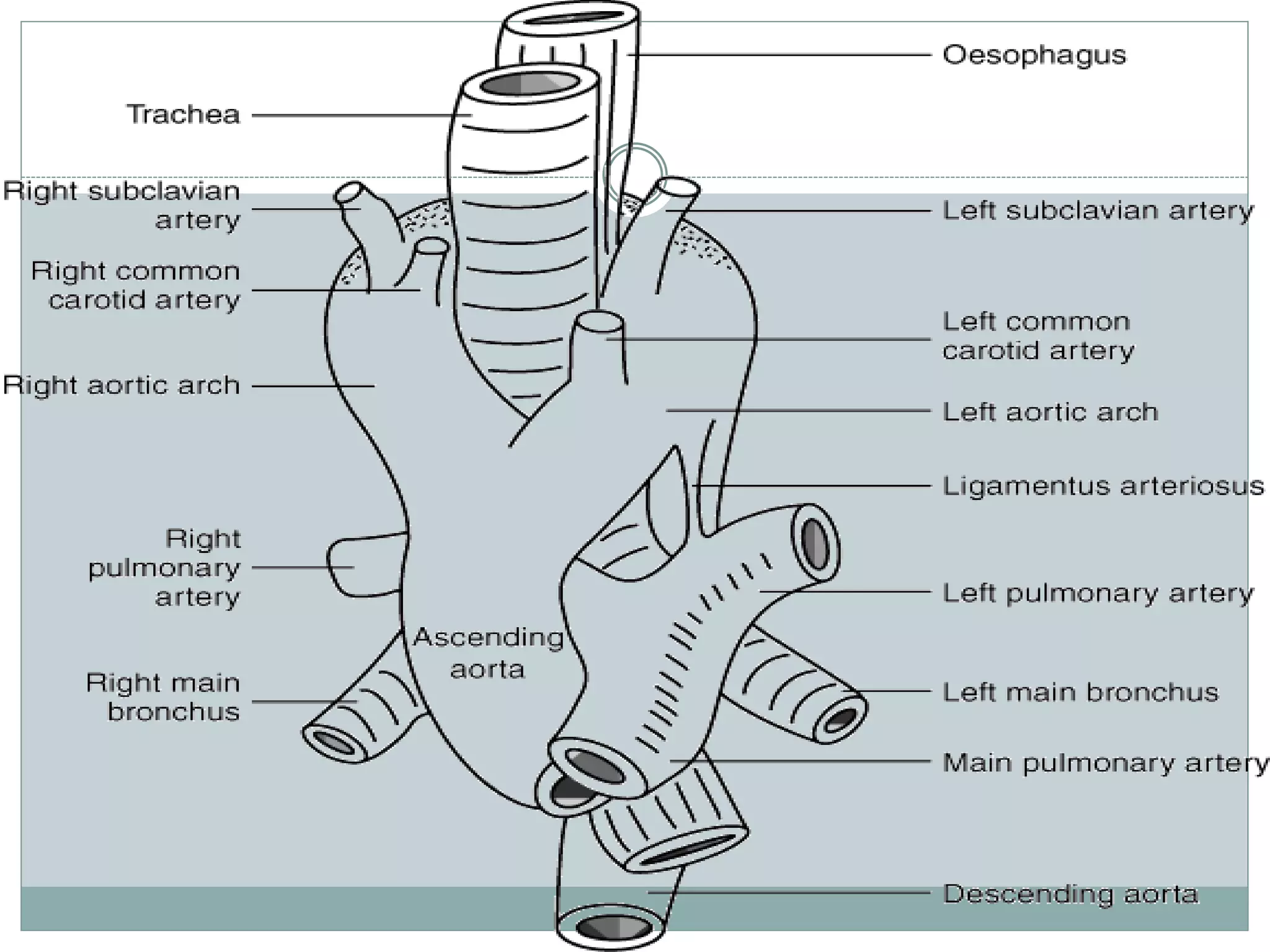 Anatomy of abdomen and regions of trunk | PPTX